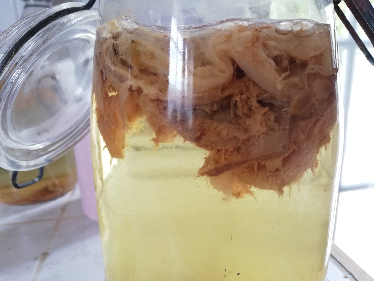 Kombucha – Diy Fait Maison